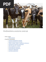 Anatomia Swini Atlas Interaktywny | PDF