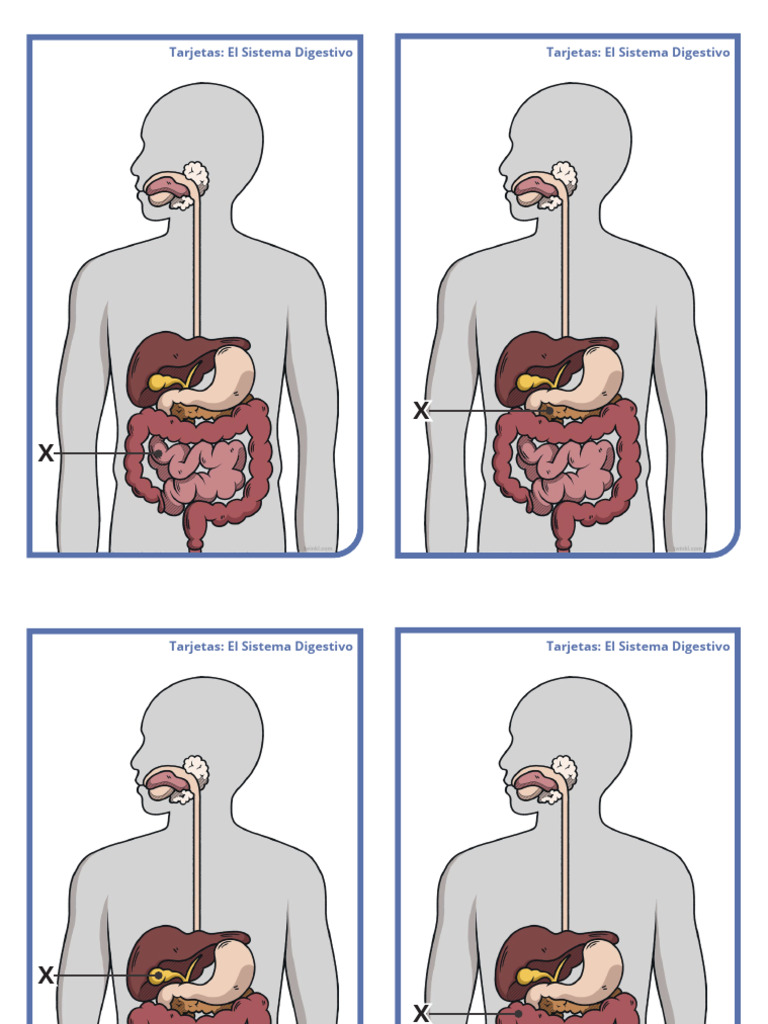 Tarjetas Educativas del Sistema Digestivo | PDF | Sistema digestivo ...