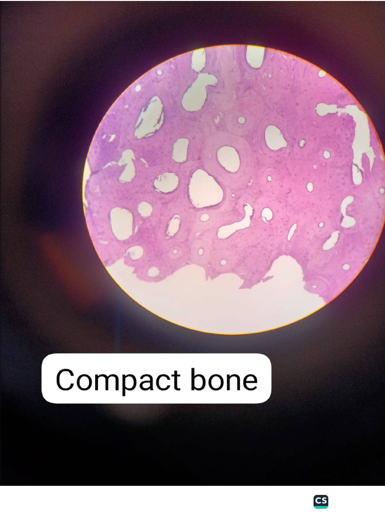 Histo Microscopic Slides 1st Year | PDF