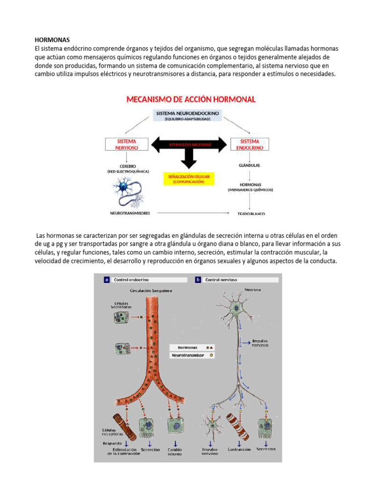 Hormonas | PDF | Hipotálamo | Sistema endocrino