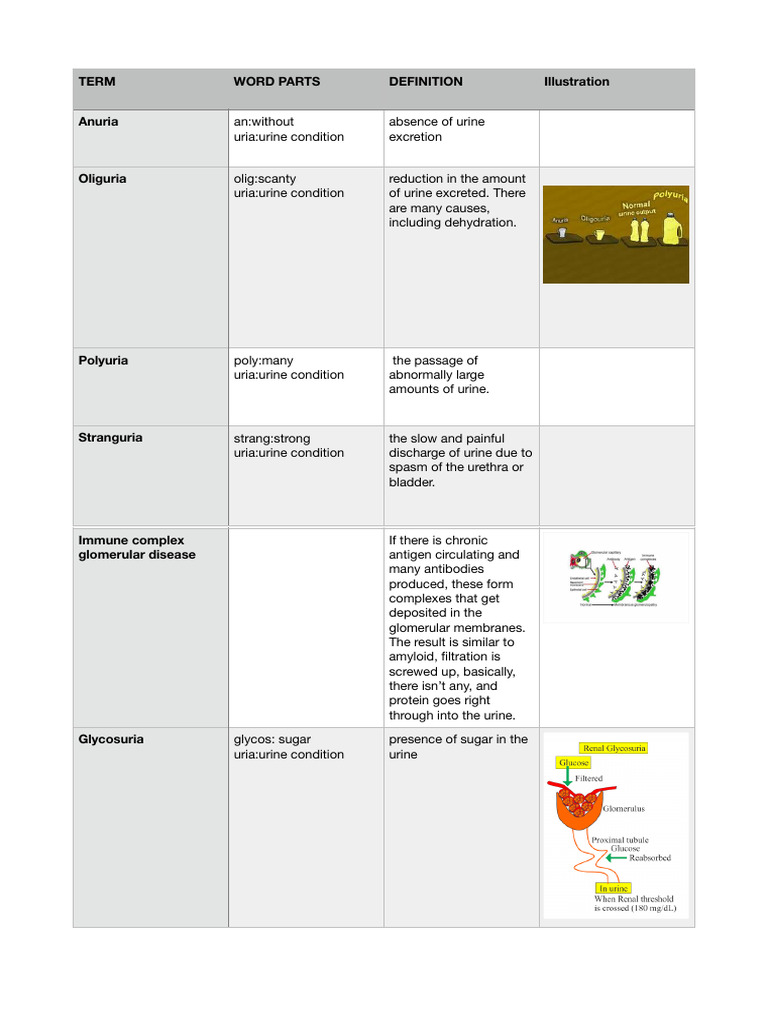 Urinary System Pathology and Diagnostic Procedure | PDF | Kidney ...