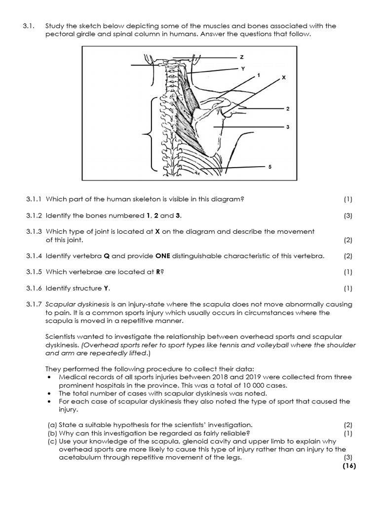 2GRADE 10 Skeleton Question and MEMO | PDF | Skeletal System ...