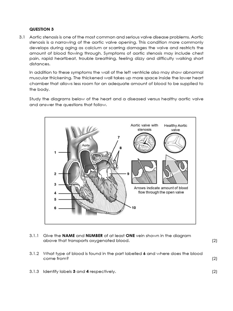 1GRADE 10 Heart Question and MEMO | PDF | Heart Valve | Heart