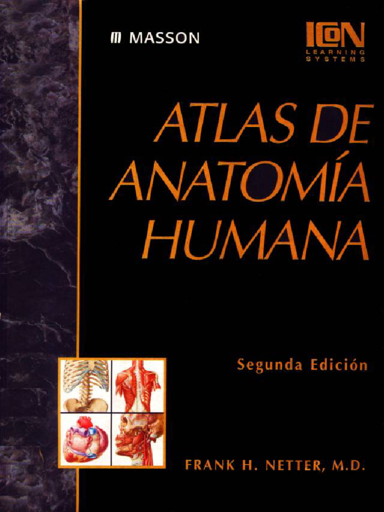Anatomia NETTER | PDF