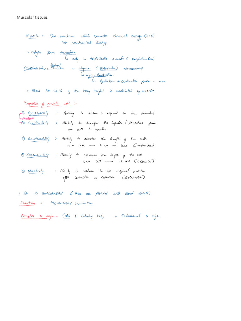 Muscular Tissue | PDF