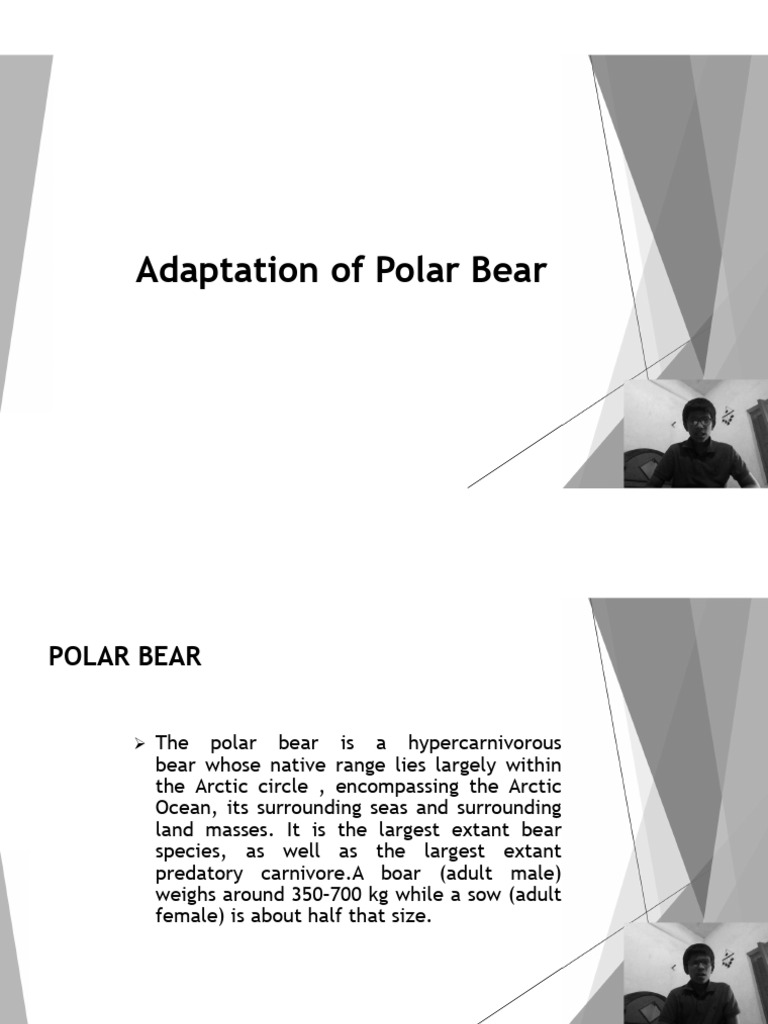 Polar Bear Adaptations for Arctic Survival | PDF | Polar Bear | Bears