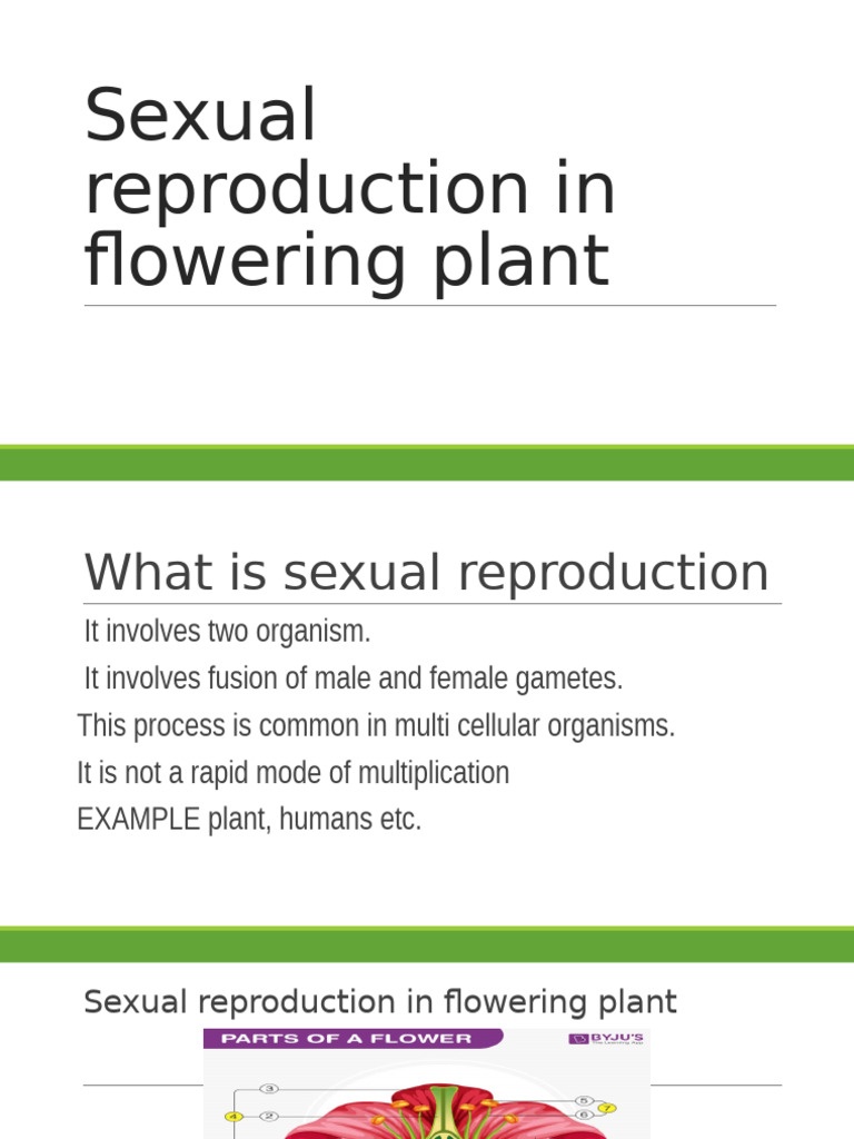 Sexual Reproduction in Flowering Plant - PPSX | PDF | Flowers | Pollination