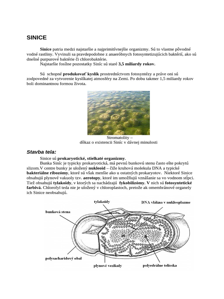 Sinice - Å¡tudijnÃ Text | PDF