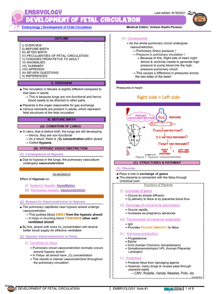 Development of Fetal Circulation (2) Atf | PDF | Fetus | Circulatory System