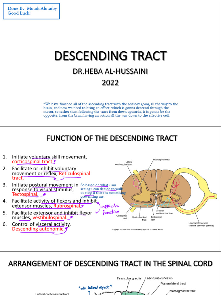 Anatomy 4 Descending Tract | PDF | Spinal Cord | Human Anatomy