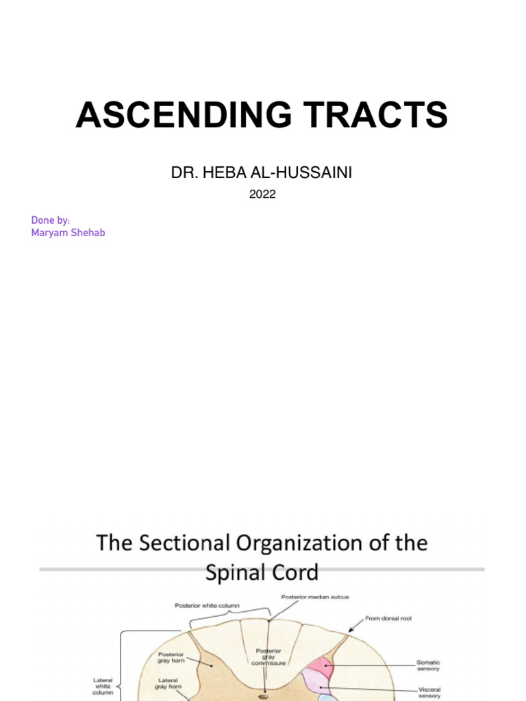 Overview of Ascending Spinal Tracts | PDF | Nervous System | Neuroanatomy