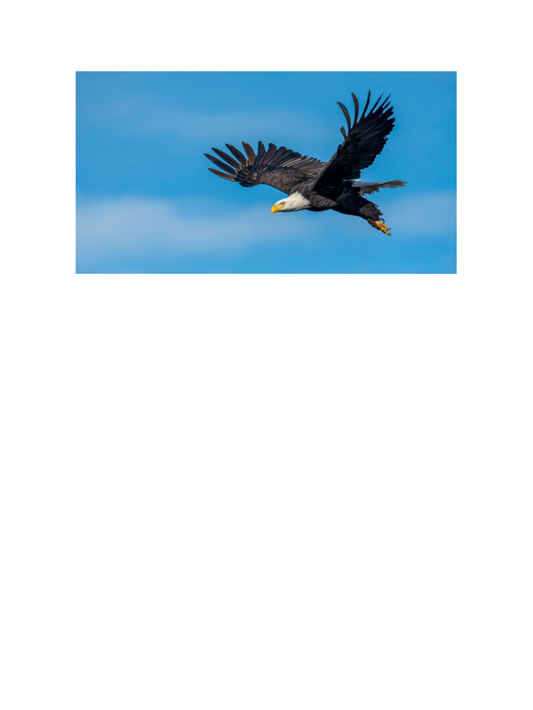 Bald Eagle Description | PDF