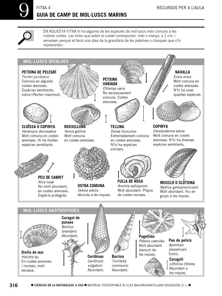Guia de Camp Mol Luscs Bivalves | PDF