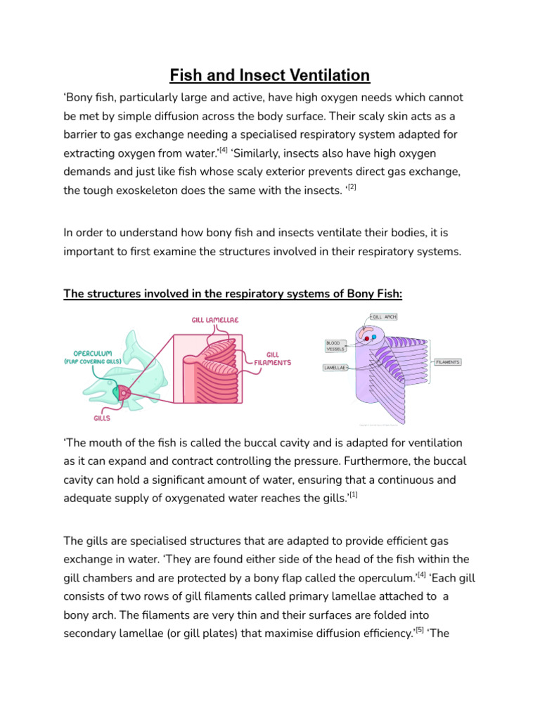 Fish and Insect Ventilation | PDF | Gill | Breathing
