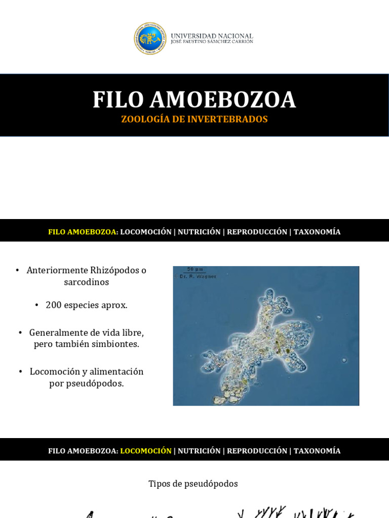Filo Amoebozoa: Características y Clasificación | PDF | Esponja ...