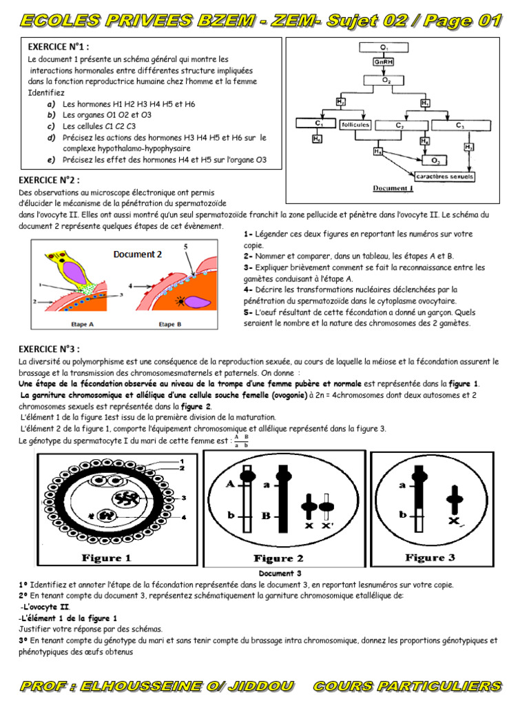 Mécanismes de la fécondation et reproduction humaine | PDF | Génotype ...
