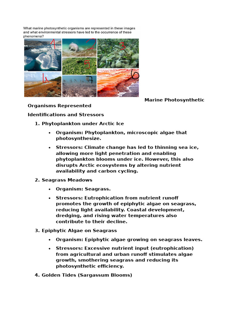 DISCUSSION-4 Marine Vs Land | PDF | Phytoplankton | Eutrophication