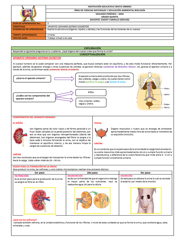 Sistema excretor. | PDF | Sistema urinario | Riñón