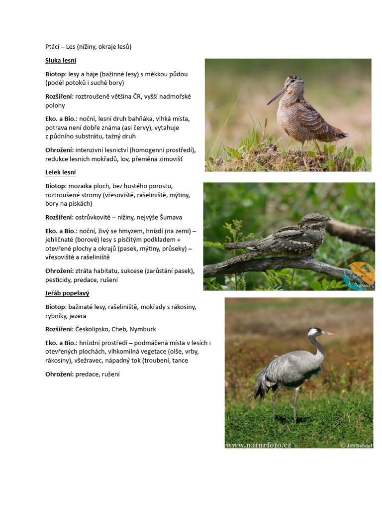 Ptaci | PDF