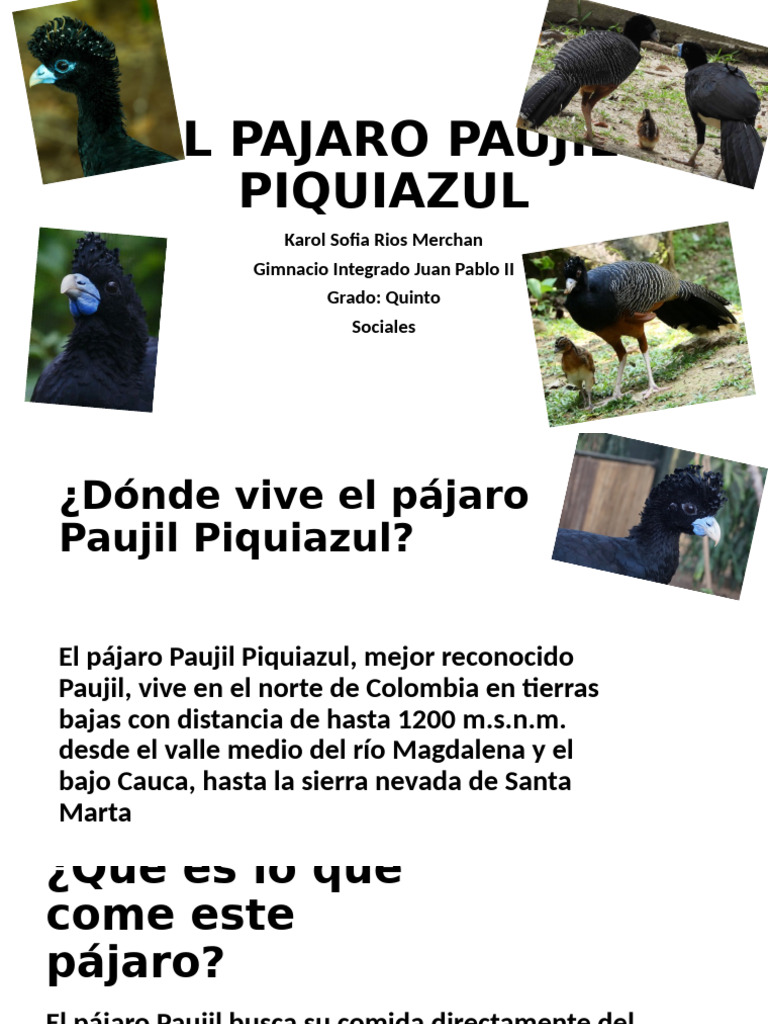 El Pajaro Paujil Piquiazul | PDF