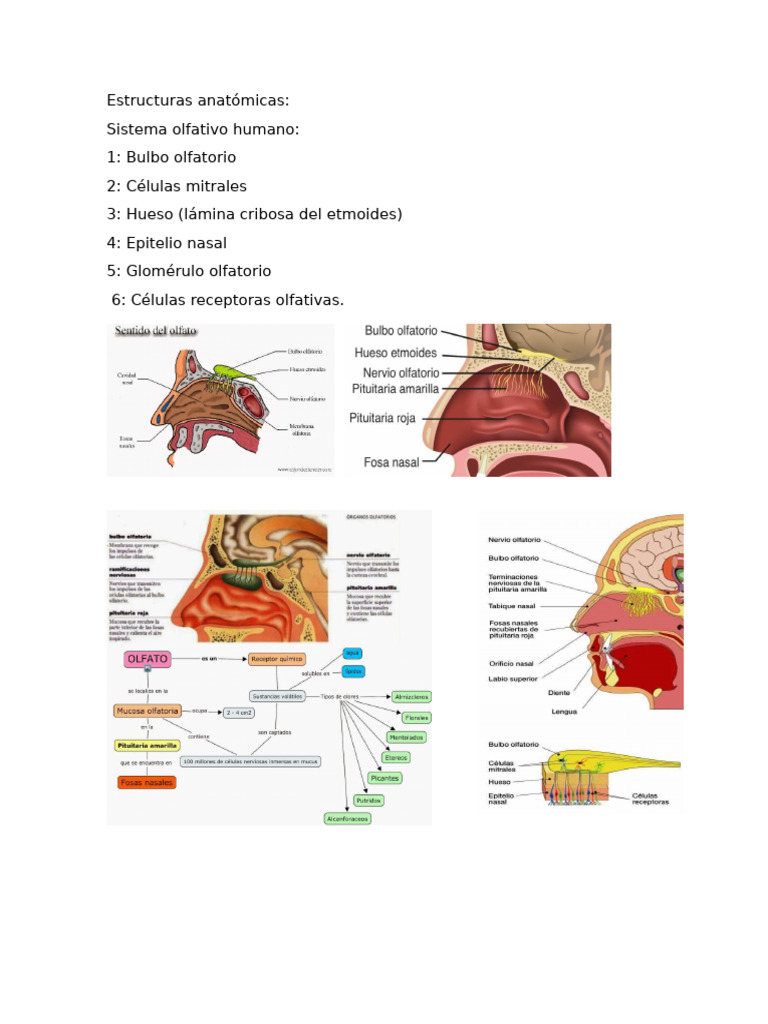 Sistema Olfatorio | PDF | Neurona | Transducción de señales