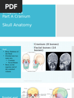 CT Brain Anatomy Overview | PDF | Cerebral Cortex | Skull