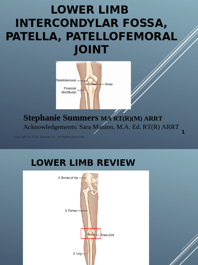 Patella | PDF | Knee | Lower Limb Anatomy