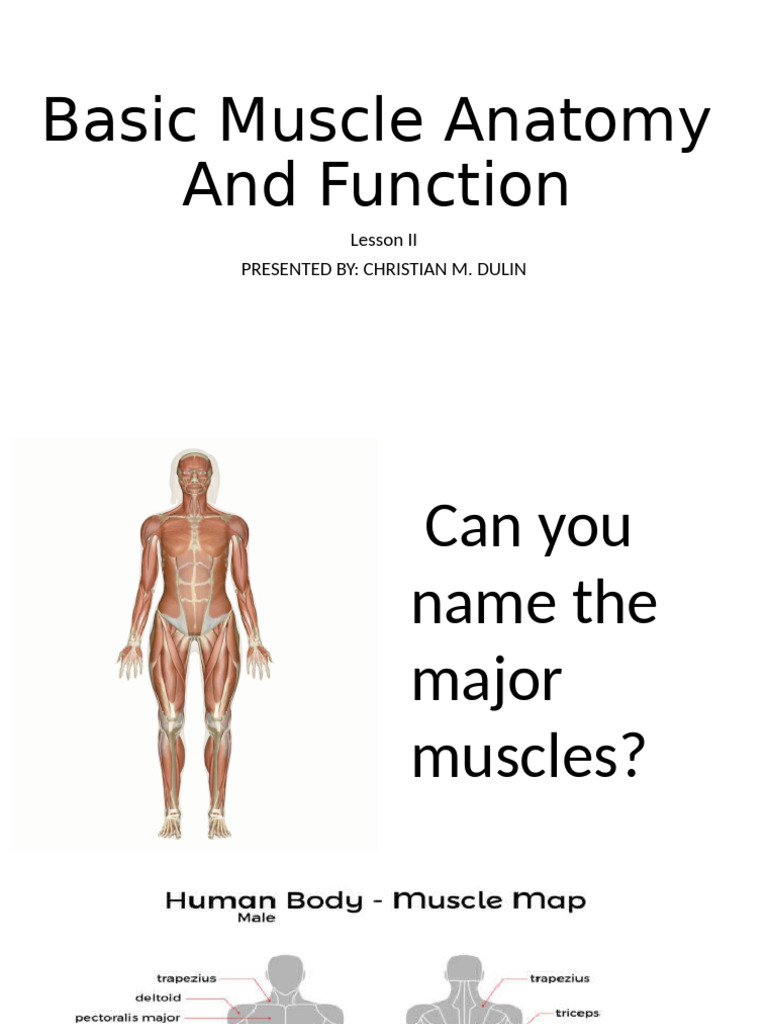 Basic Muscle Anatomy and Function Lesson II | PDF