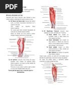 Anatomia dos Músculos Anteriores da Coxa | PDF | Sistema Locomotor ...