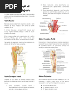 Anatomia da Região Poplítea | PDF | Joelho | Anatomia humana