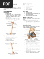 Região Anterior e Medial Da Coxa | PDF | Articulações | Anatomia humana