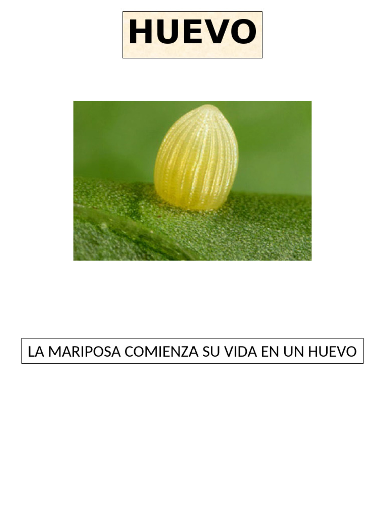 Ciclo de Vida de La Mariposa | PDF