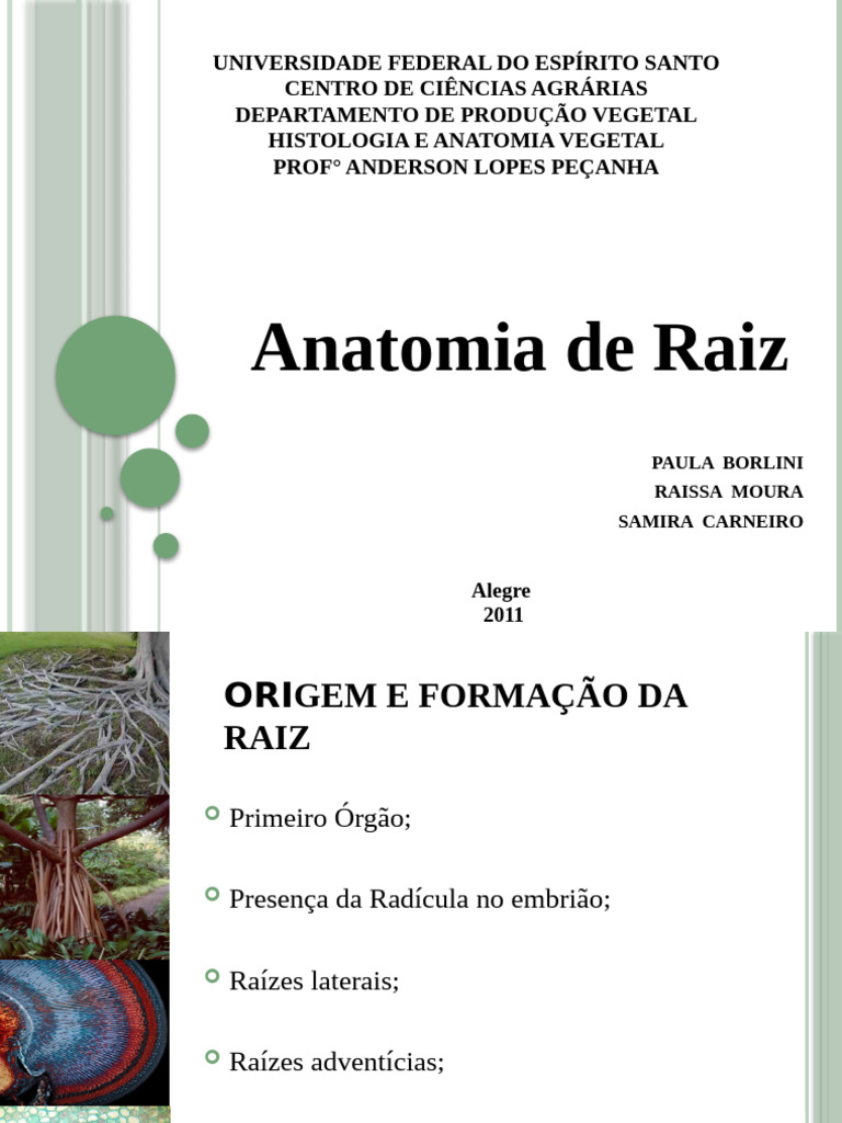Vegetal - anatomia de raiz | PDF | Raiz | Latido