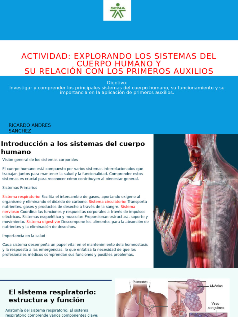 Sistemas Primeros Aux | PDF | Digestión | Sistema digestivo humano