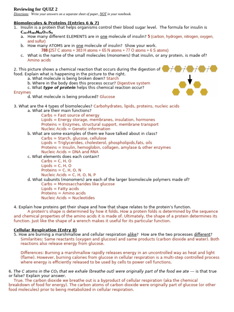 Quiz 2 Review Key | PDF | Carbohydrates | Proteins