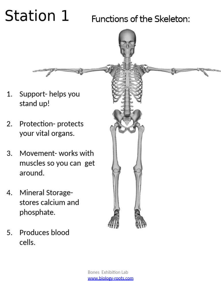 Functions and Structure of the Skeleton | PDF | Bone | Vertebral Column