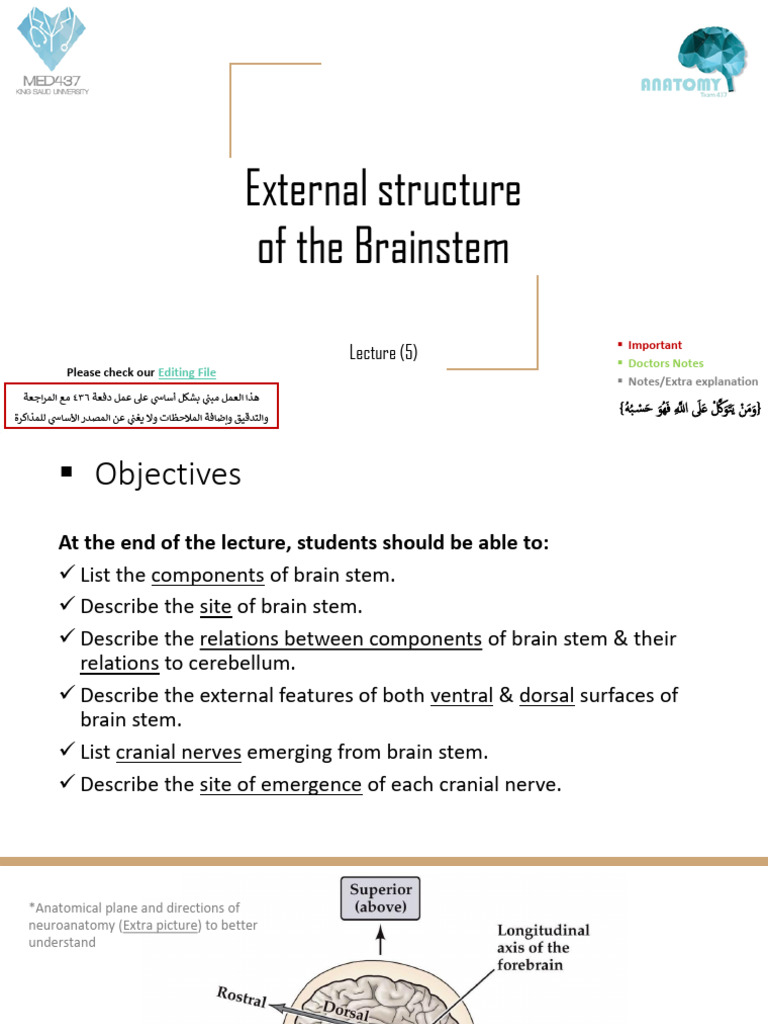 5 - External Structure of The Brainstem (Final Edited) | PDF | Brainstem | Neuroscience