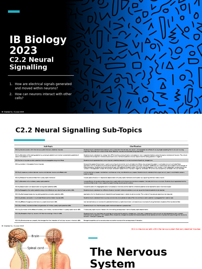 C2.2 Neural Signalling Power Point-1 | PDF | Chemical Synapse | Action ...