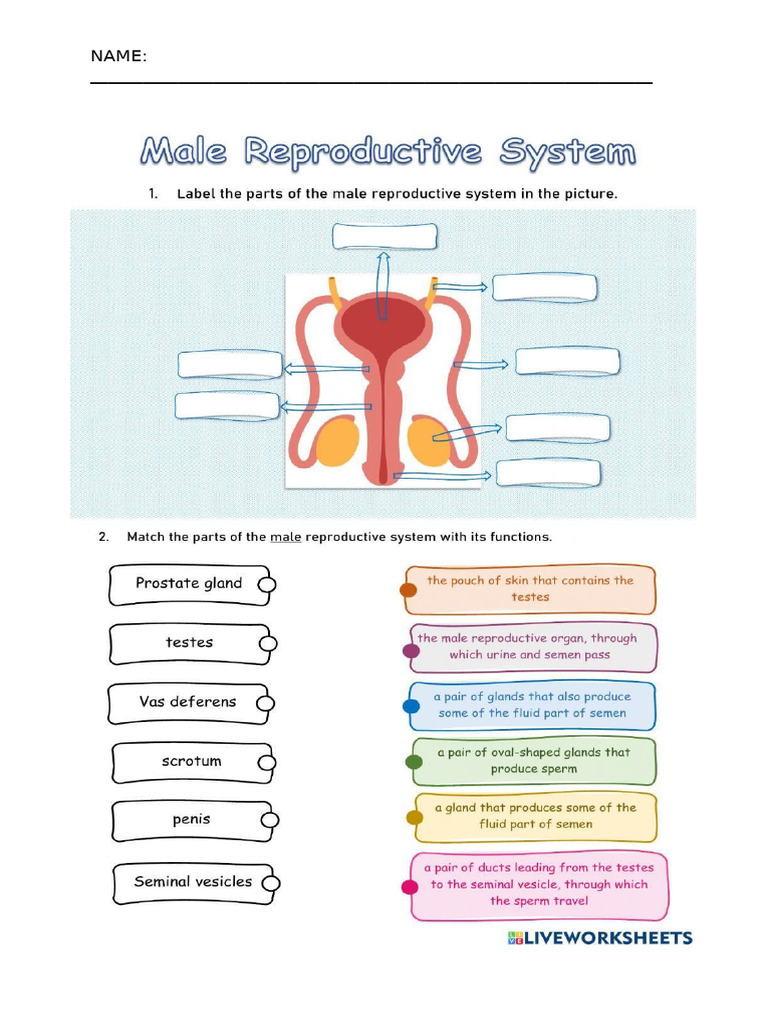 ACTIVITY SHEET IN SCIENCE (MALE AND FEMALE REPRODUCTIVE SYSTEM) | PDF