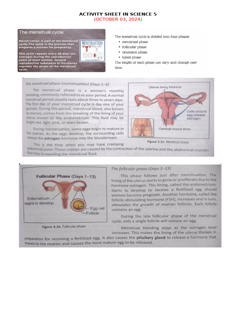 Menstrual Cycle Activity Sheet | PDF