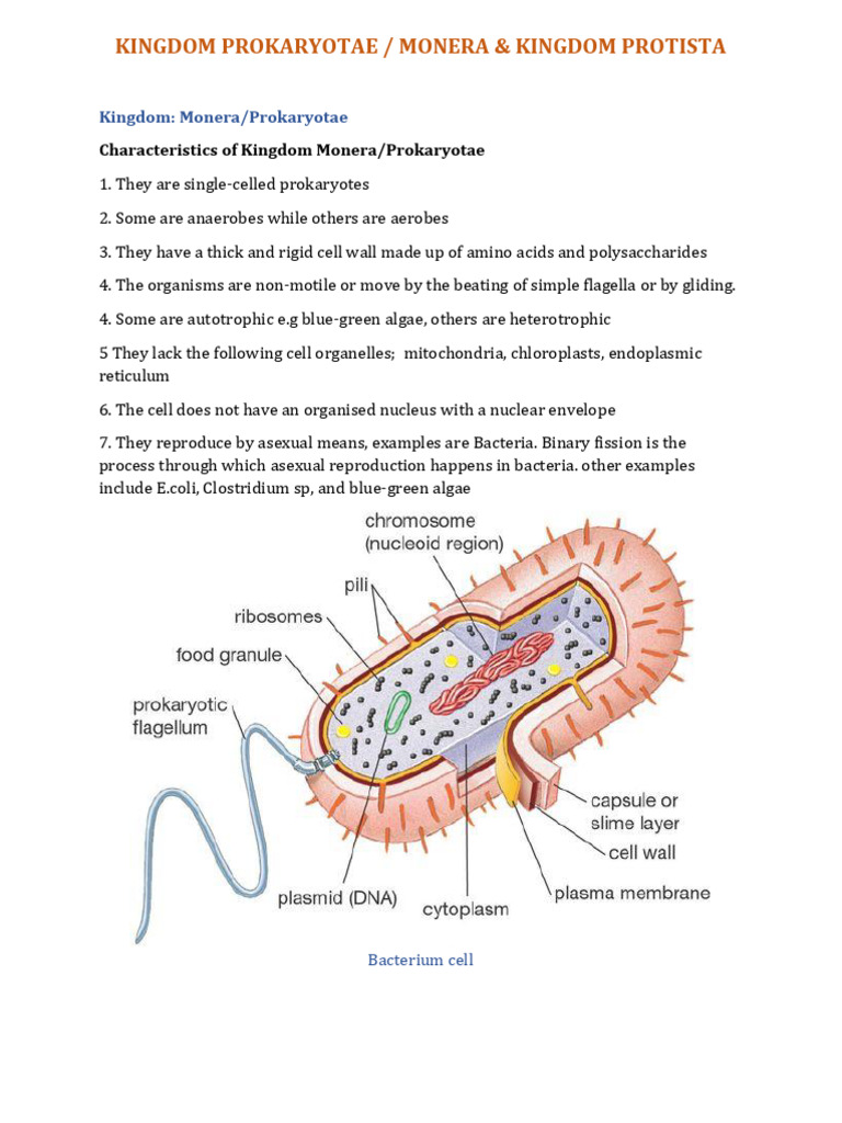 Prokaryotae & Protista Kingdoms Overview | PDF