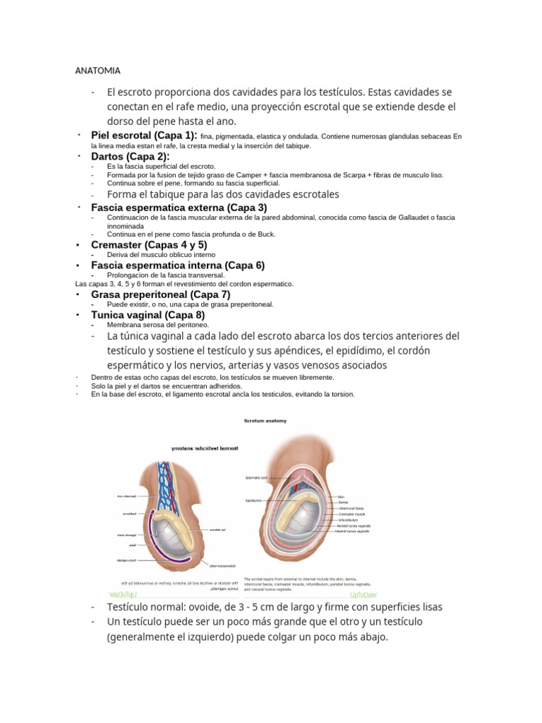 Anatomía del Escroto y Testículos | PDF | Testículo | Especialidades ...