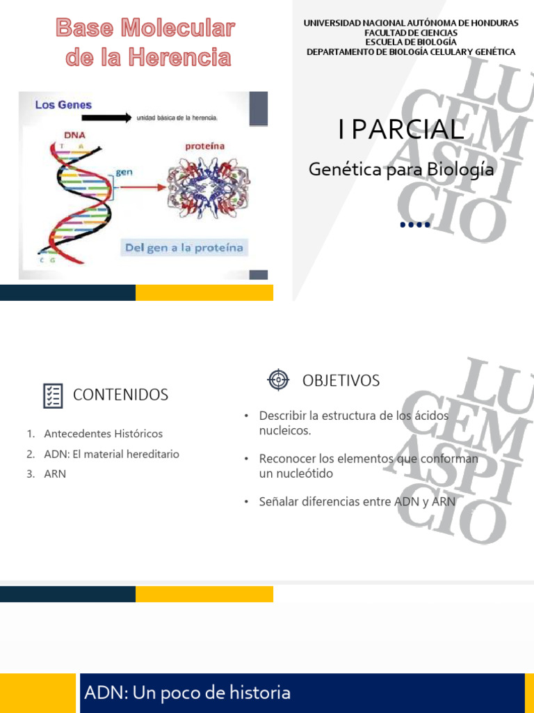 Estructura y Función del ADN | PDF | Adn | Adn mitocondrial
