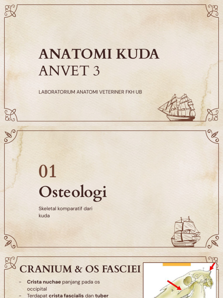 Anatomi Kuda Merged | PDF