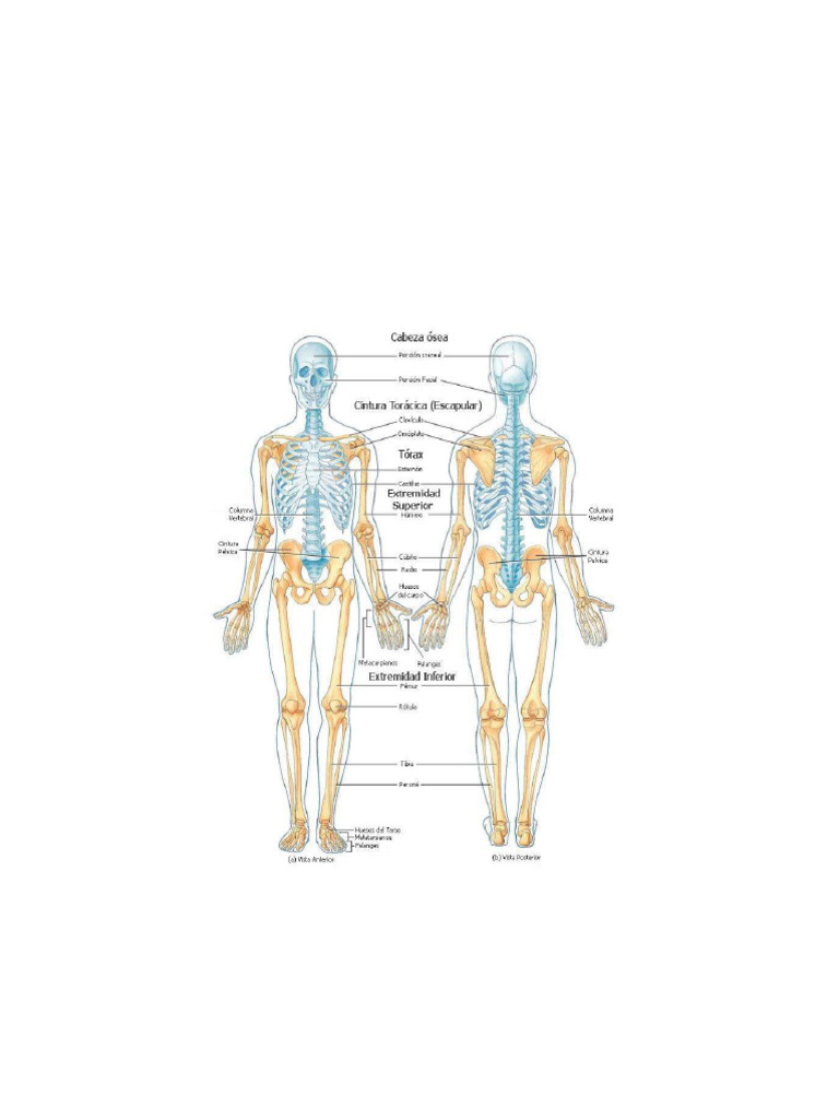 Sistema Esquelético y Articulaciones | PDF | Articulación | Cráneo
