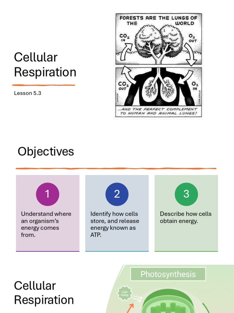 Cellular Respiration: Energy Production Explained | PDF | Cellular ...