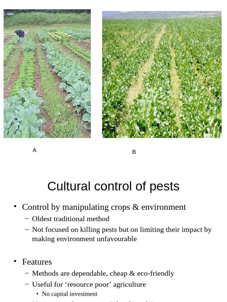 Cultural Pest Control Methods | PDF