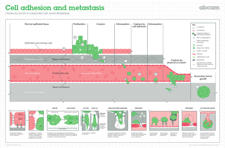 Cell Adhesion and Metastasis | PDF | Extracellular Matrix | Cell Adhesion