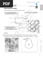 Onion Cell Practical for GCSE Biology | PDF