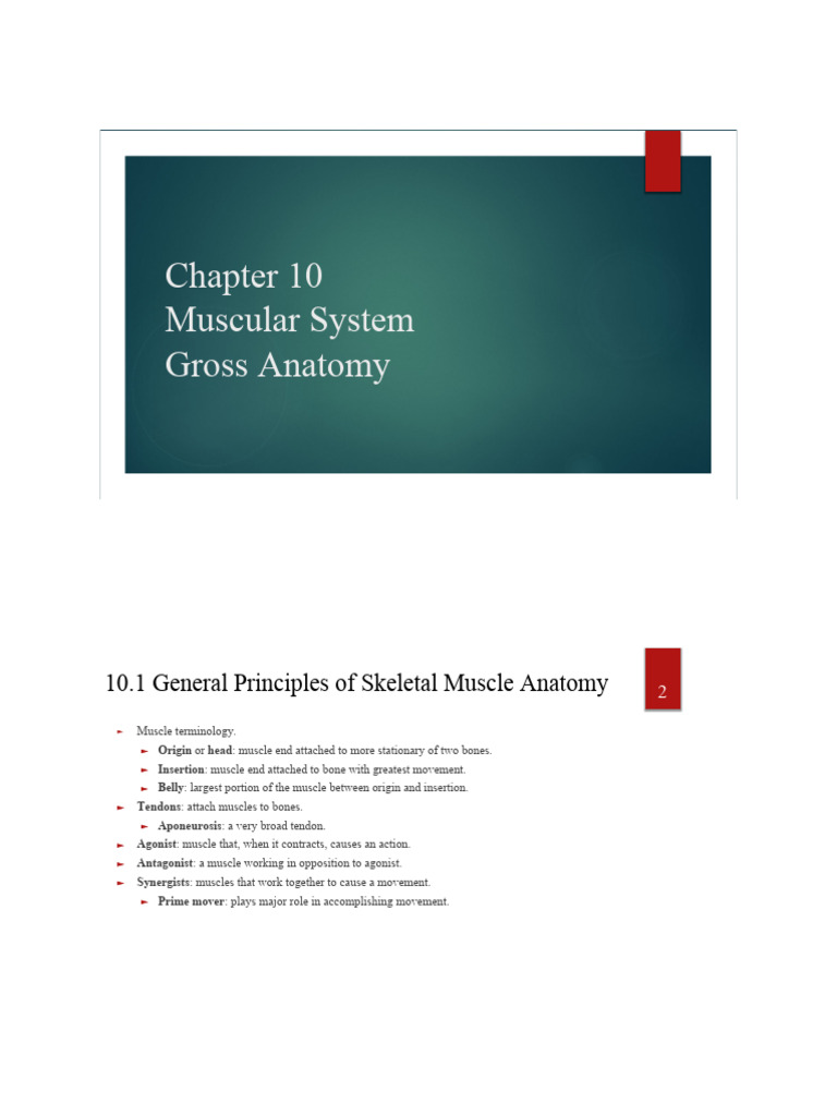 Chaper 10 Muscle Group a.pdf | PDF | Neck | Human Anatomy